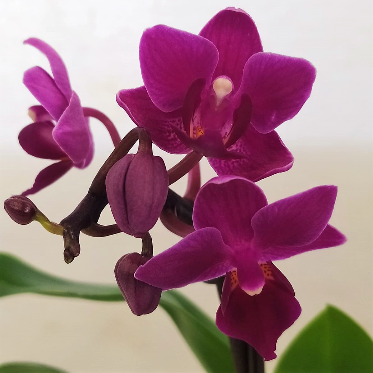 Pianta di Orchidea colore viola in vaso di coccio da 6cm, altezza 25 ...